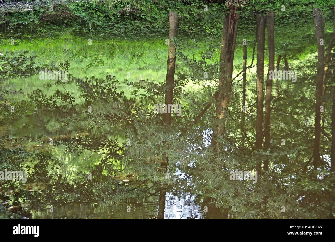 Pond water surface Stock Photo - Alamy