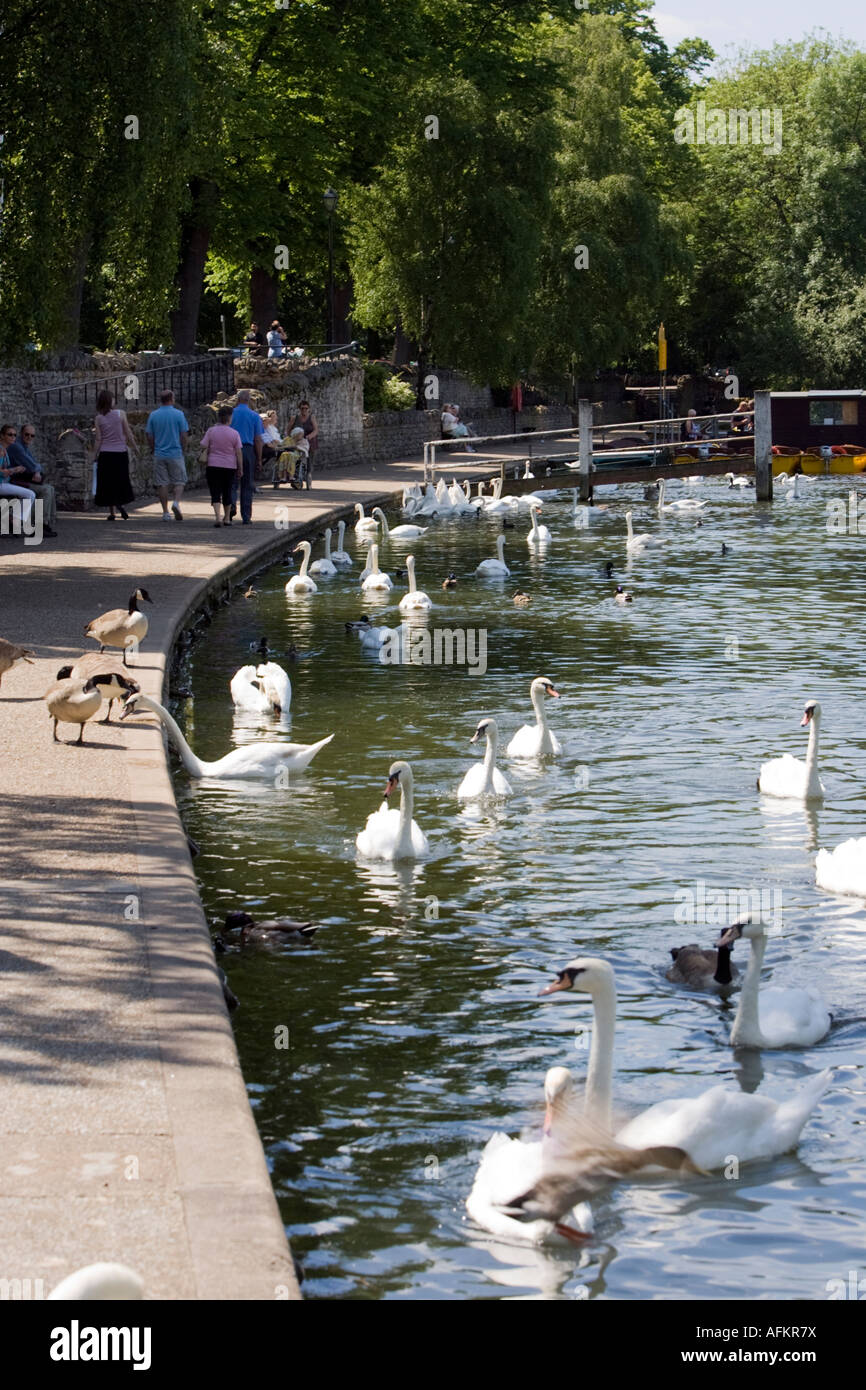 Thames swans hi-res stock photography and images - Alamy