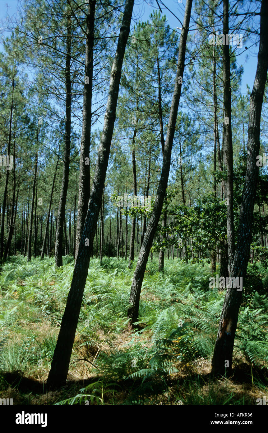 Maritime Pine Trees And France Stock Photos & Maritime Pine Trees And ...