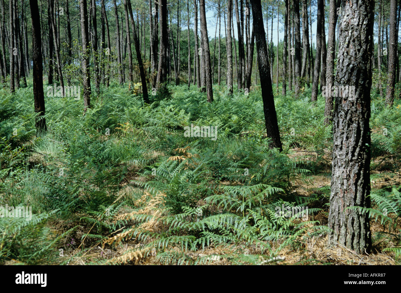 Maritime Pine Trees And France Stock Photos & Maritime Pine Trees And ...