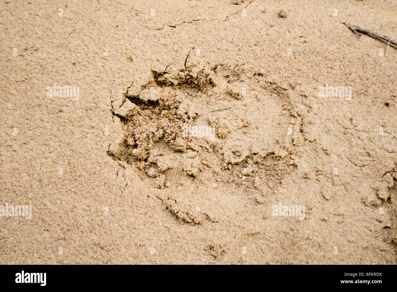 footsteps of the bear on sand Stock Photo - Alamy