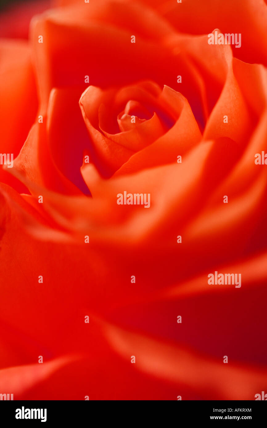 Red Rose close up Stock Photo - Alamy