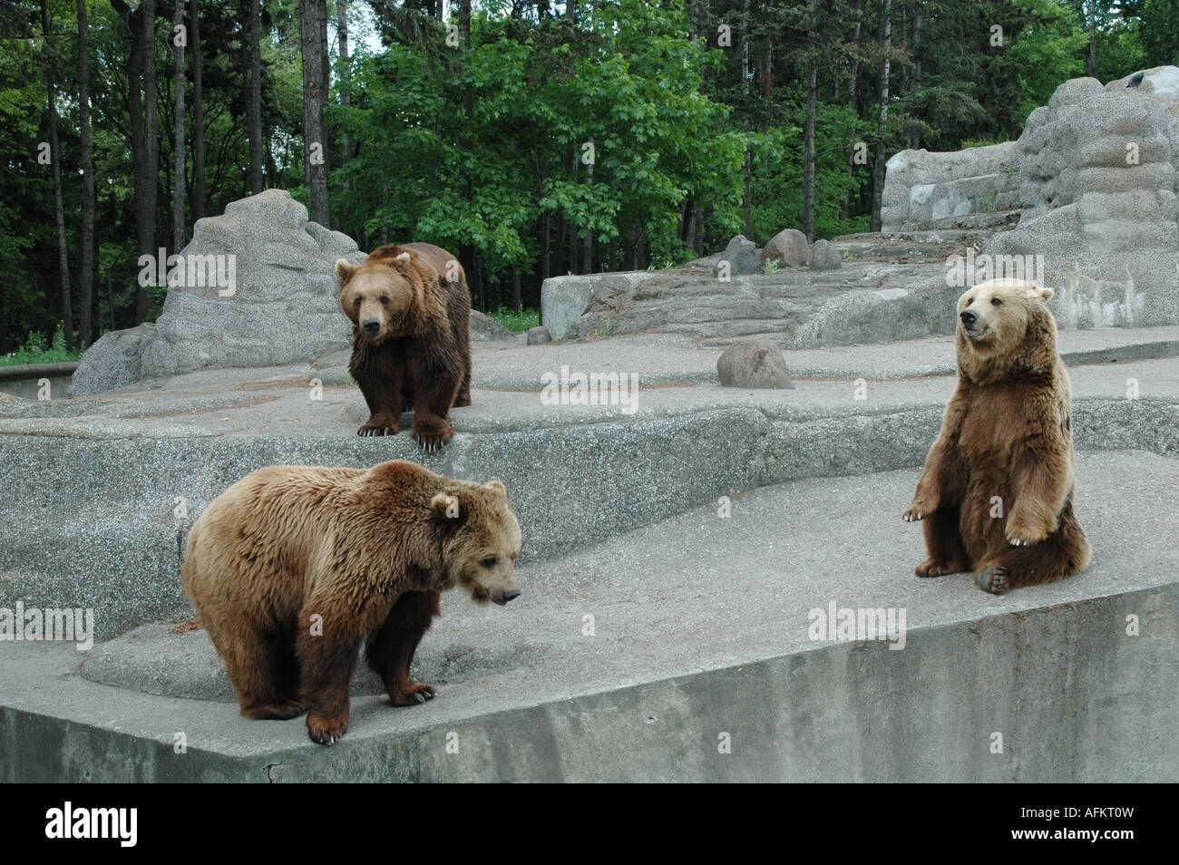 Bears, Public, street zoo, Praga Polnoc, Warsaw, Warszawa, Poland ...