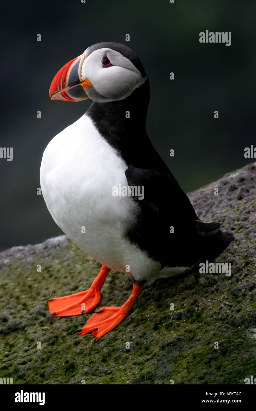 BP-66D ATLANTIC PUFFIN ON LEDGE Stock Photo - Alamy