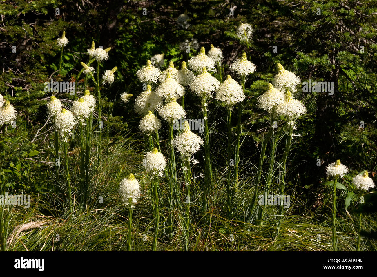 Beargrass hi-res stock photography and images - Alamy