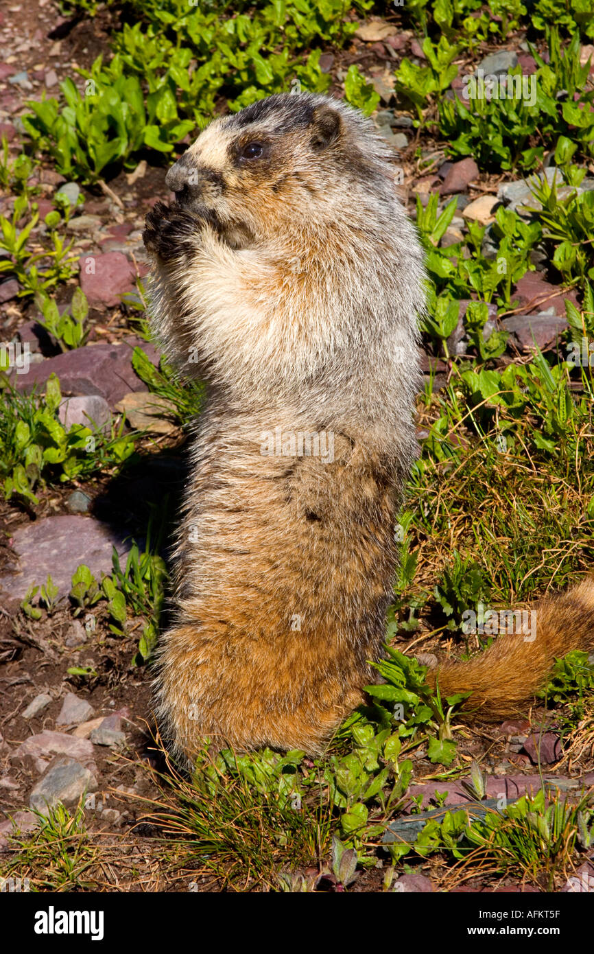 Marmot sitting up hi-res stock photography and images - Alamy