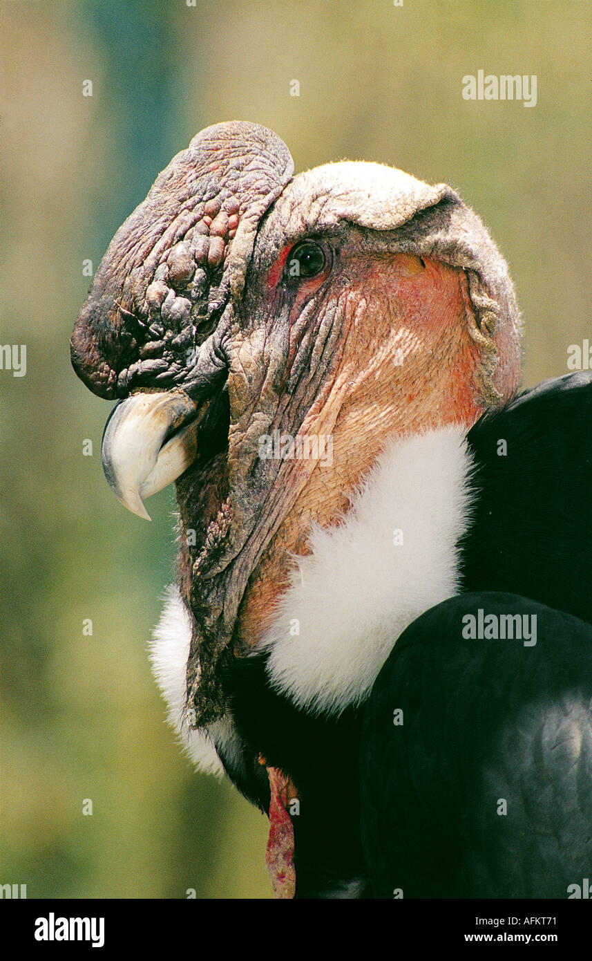 The condor hi-res stock photography and images - Alamy