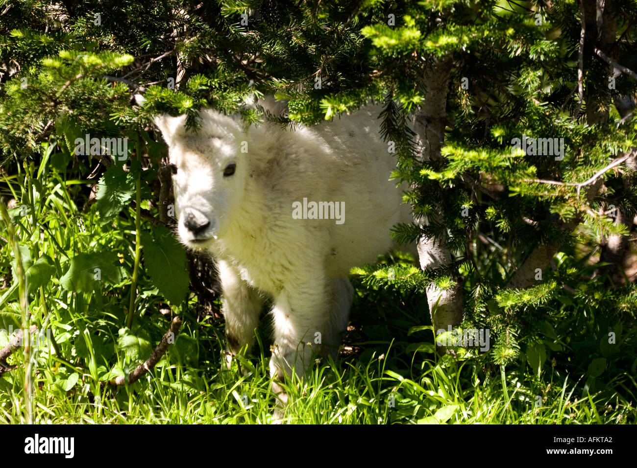 Goat trees hi-res stock photography and images - Alamy