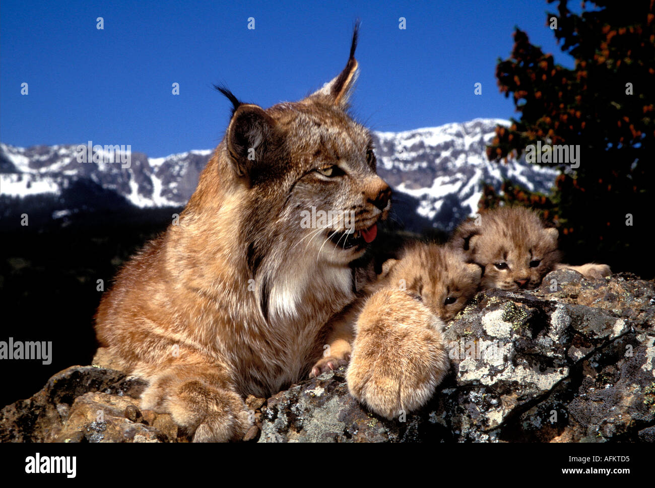 Lynx ridge hi-res stock photography and images - Alamy