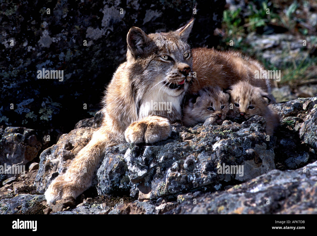 151a hi-res stock photography and images - Alamy