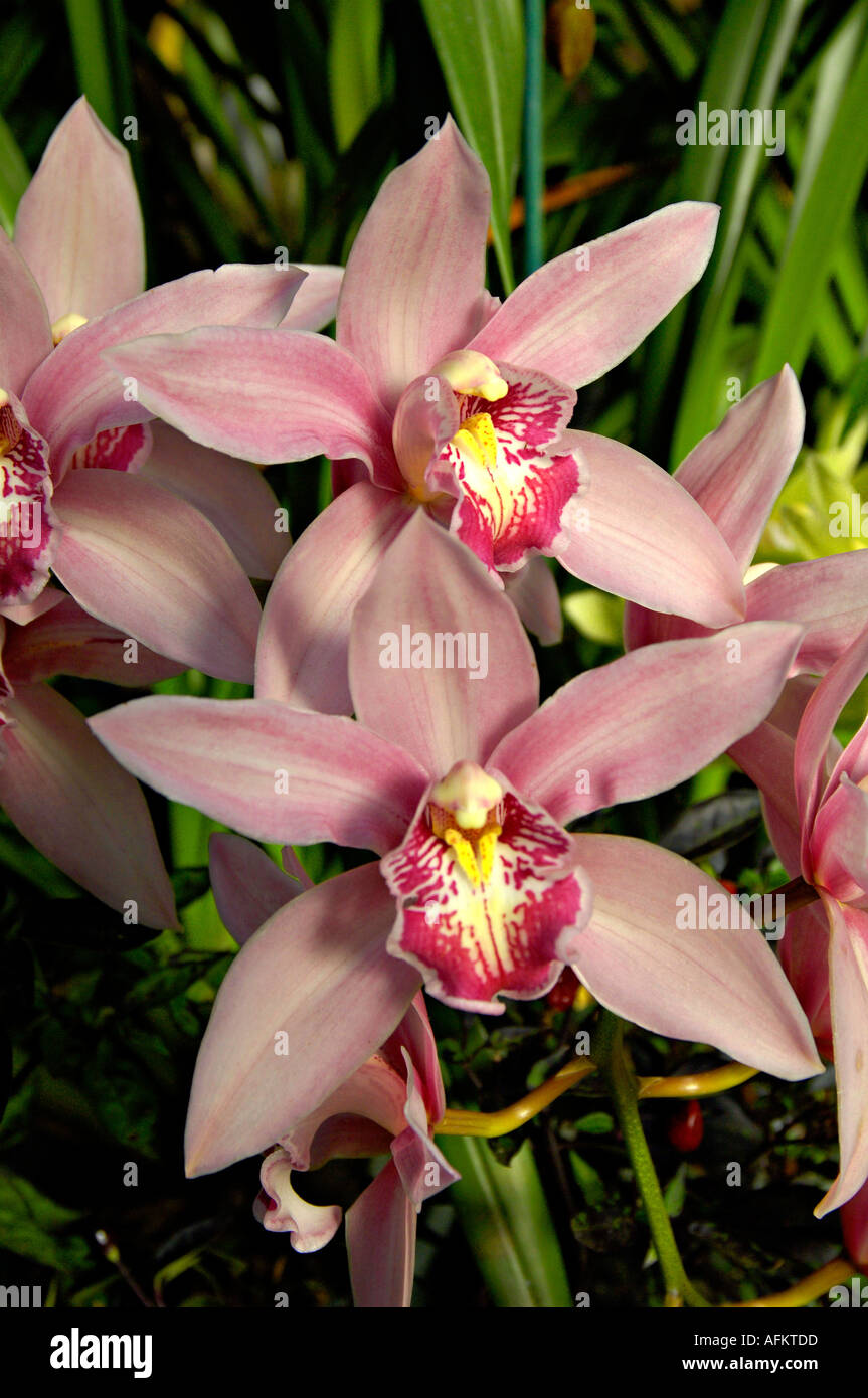 Orchids Wintergarden ornamental garden Auckland Domain city Auckland ...