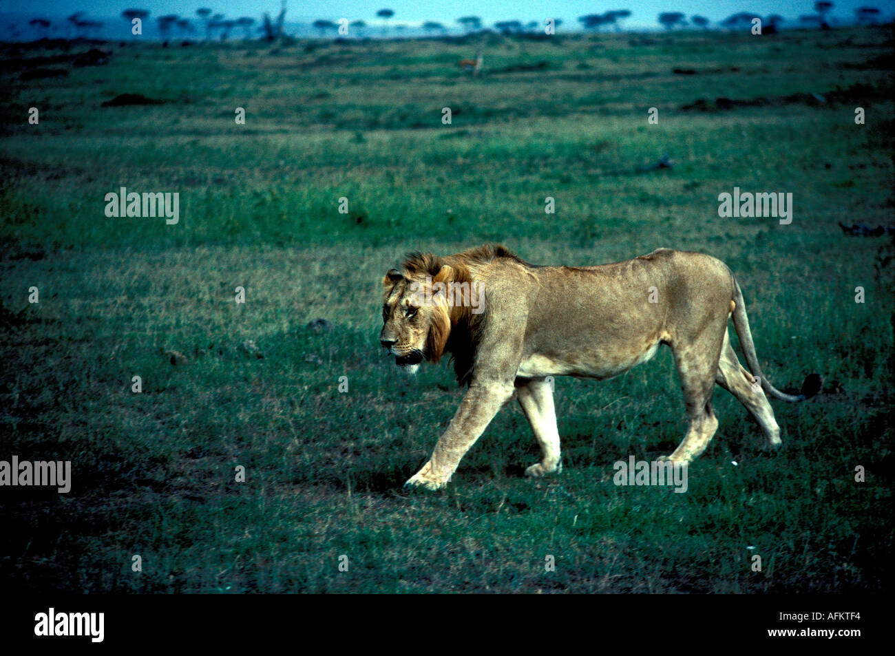 Male lion on serengeti plains hi-res stock photography and images - Alamy