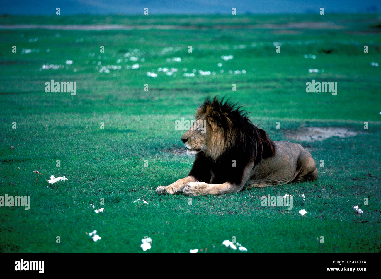 Lion flower hi-res stock photography and images - Alamy