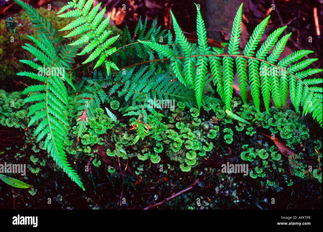 fern and moss in landscape Stock Photo - Alamy
