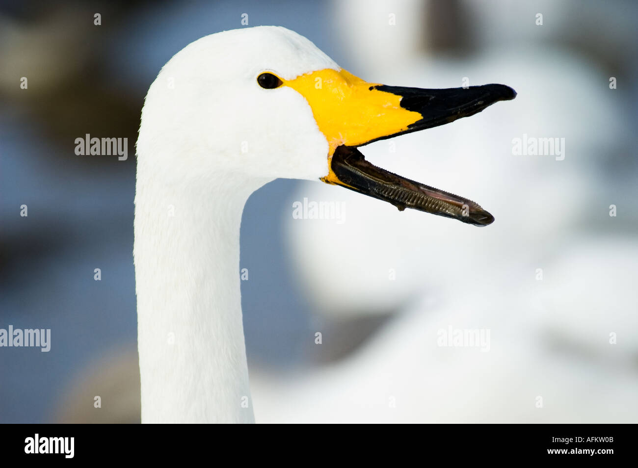 Honk mouth hi-res stock photography and images - Alamy