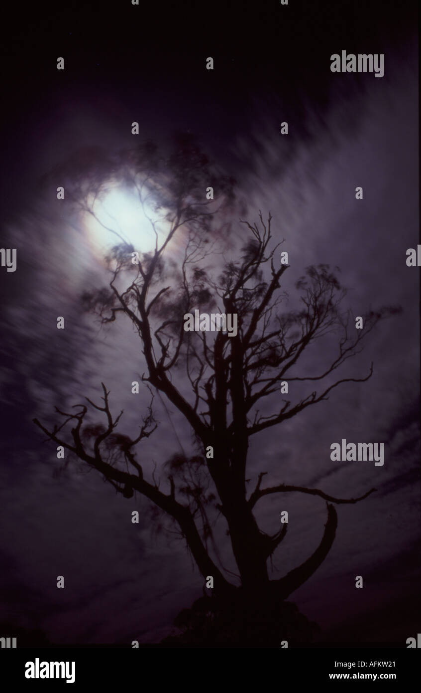 moon behind tree Stock Photo - Alamy
