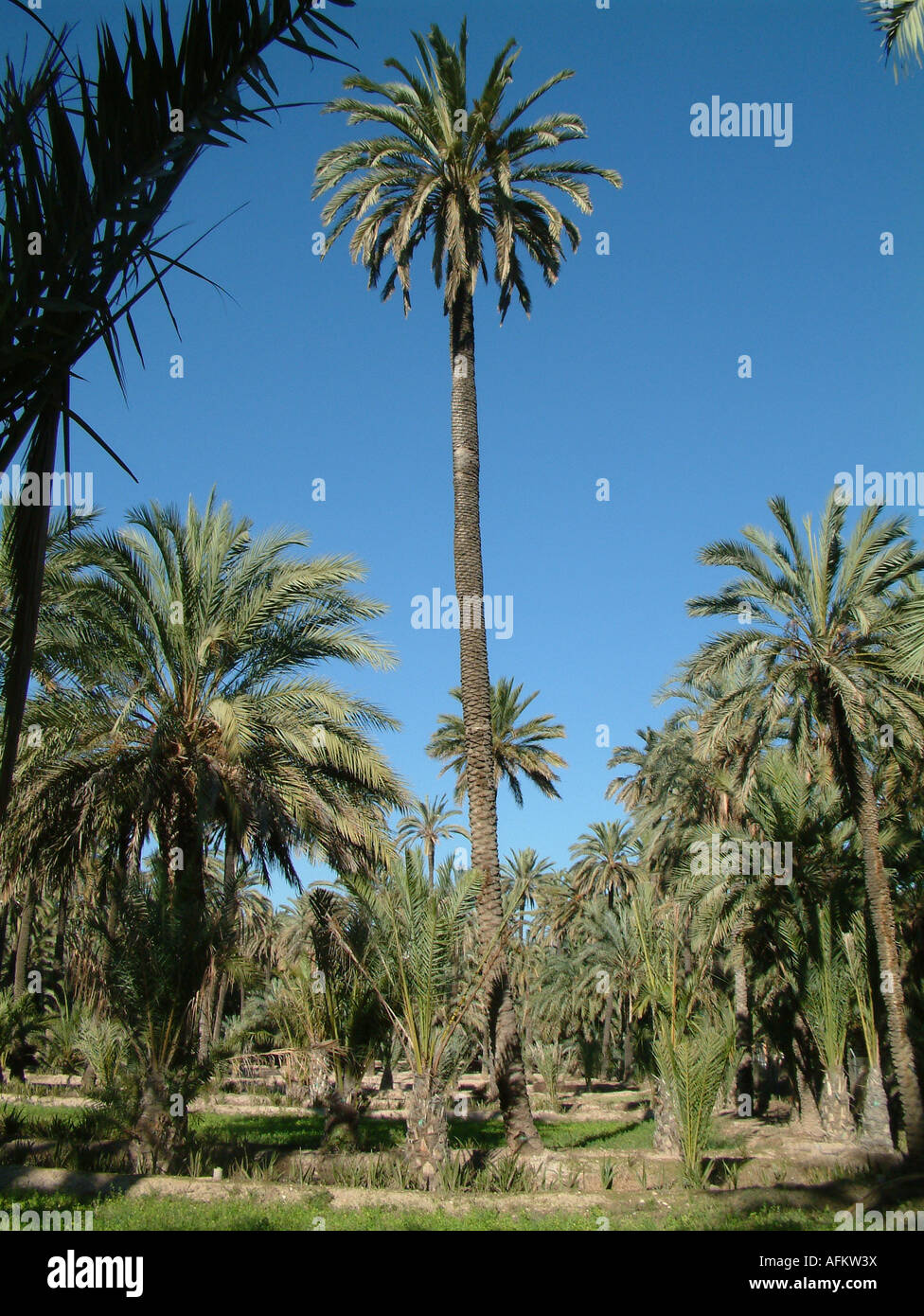 Palm Gardens of Elche / Elx, Alicante Province, Valencia Community ...