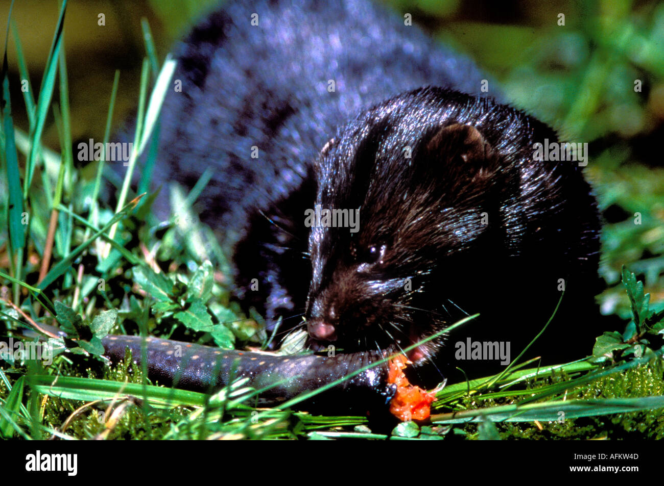 The mink hi-res stock photography and images - Alamy