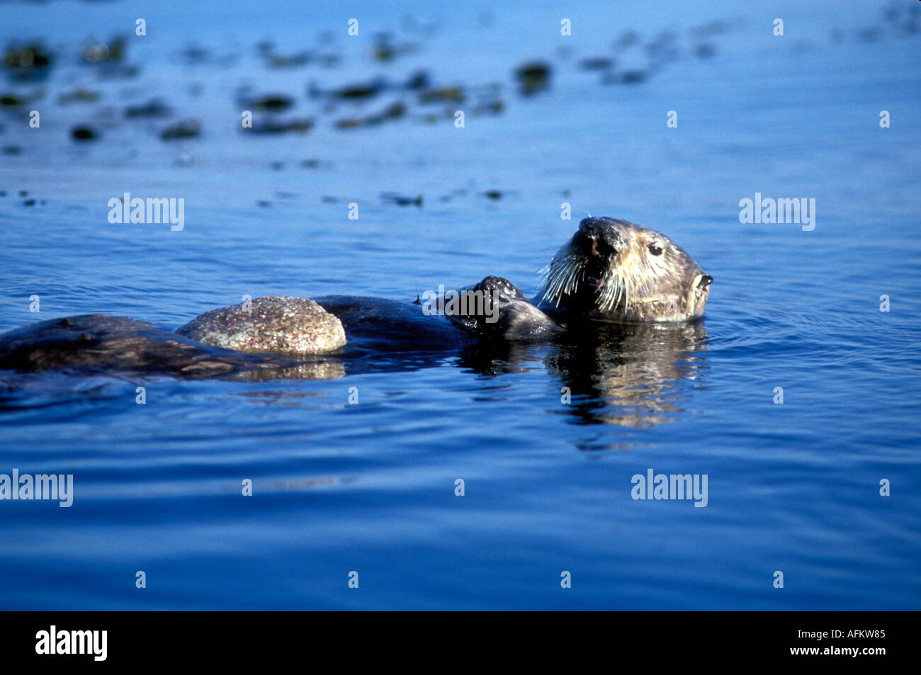 Sea otter rock hi-res stock photography and images - Alamy