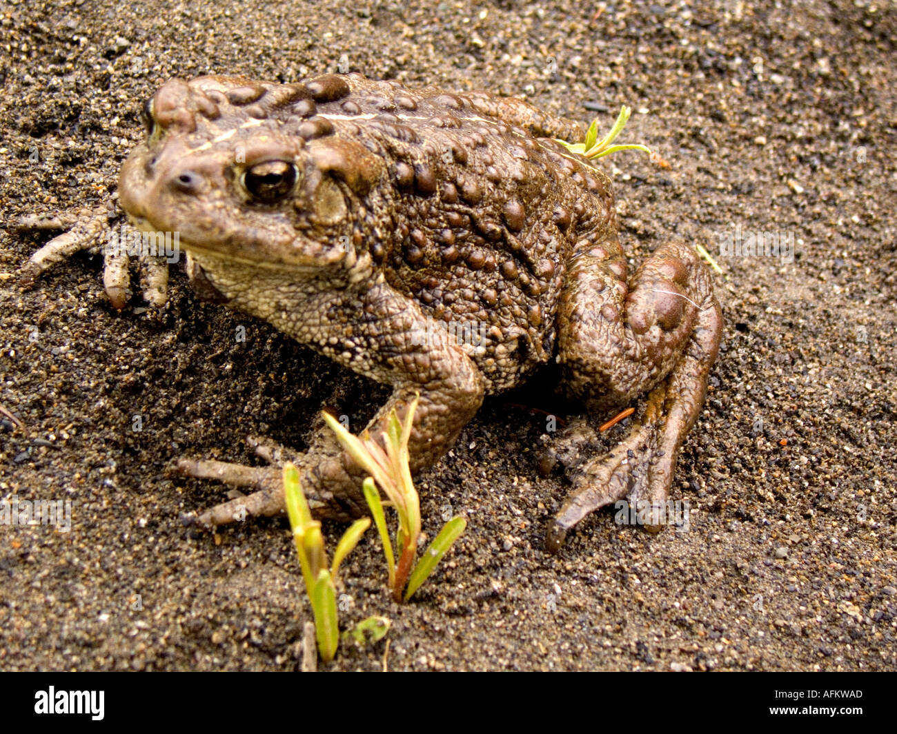 RF-68D SITTING WOODHOUSE TOAD Stock Photo - Alamy