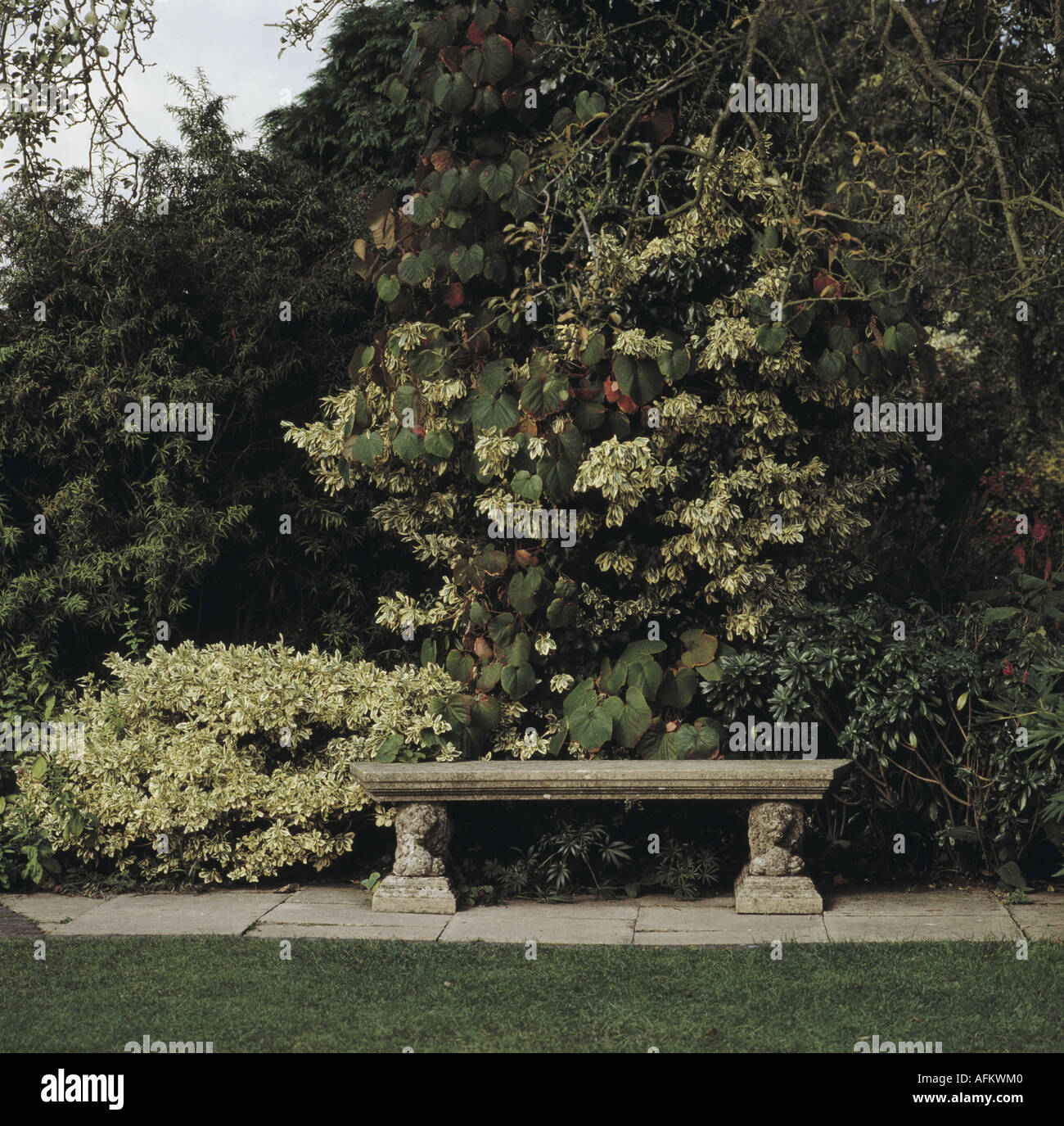 Garden evergreen shrubs bench hi-res stock photography and images - Alamy