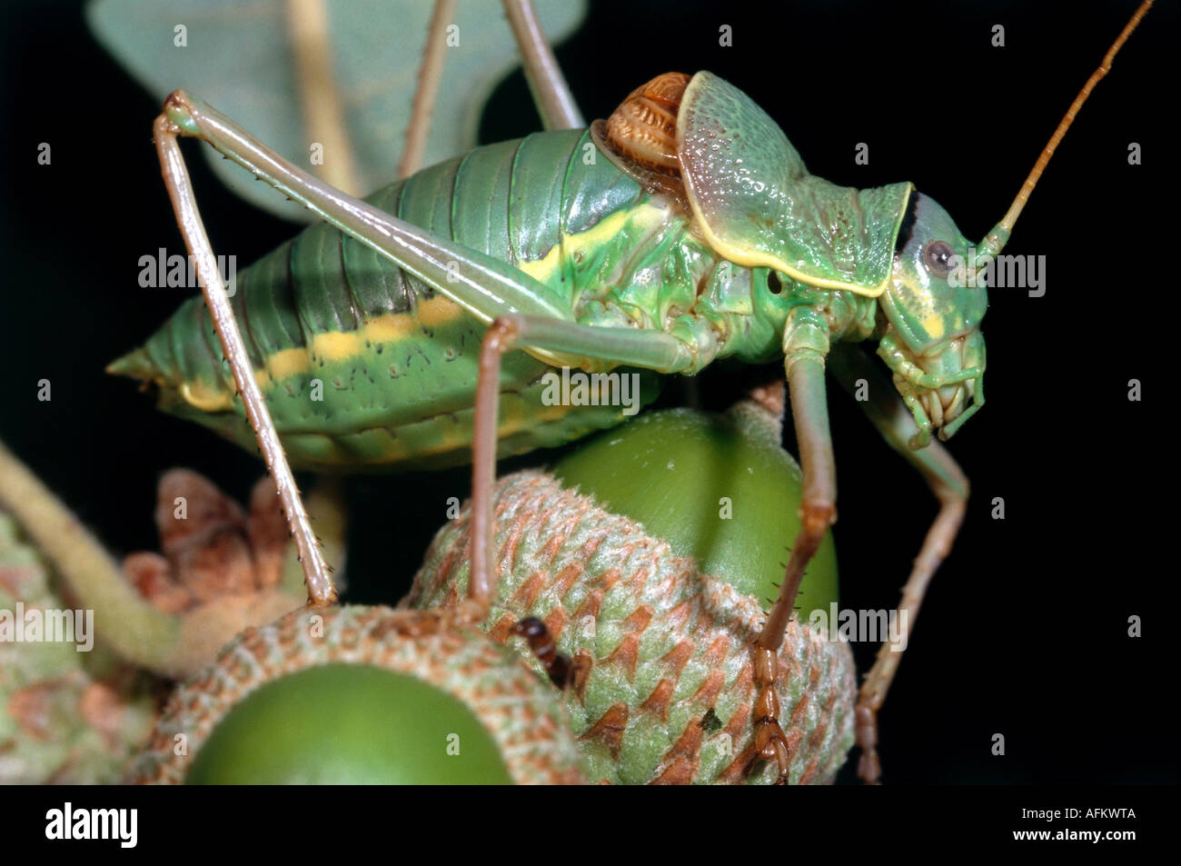 Europe insects hi-res stock photography and images - Alamy