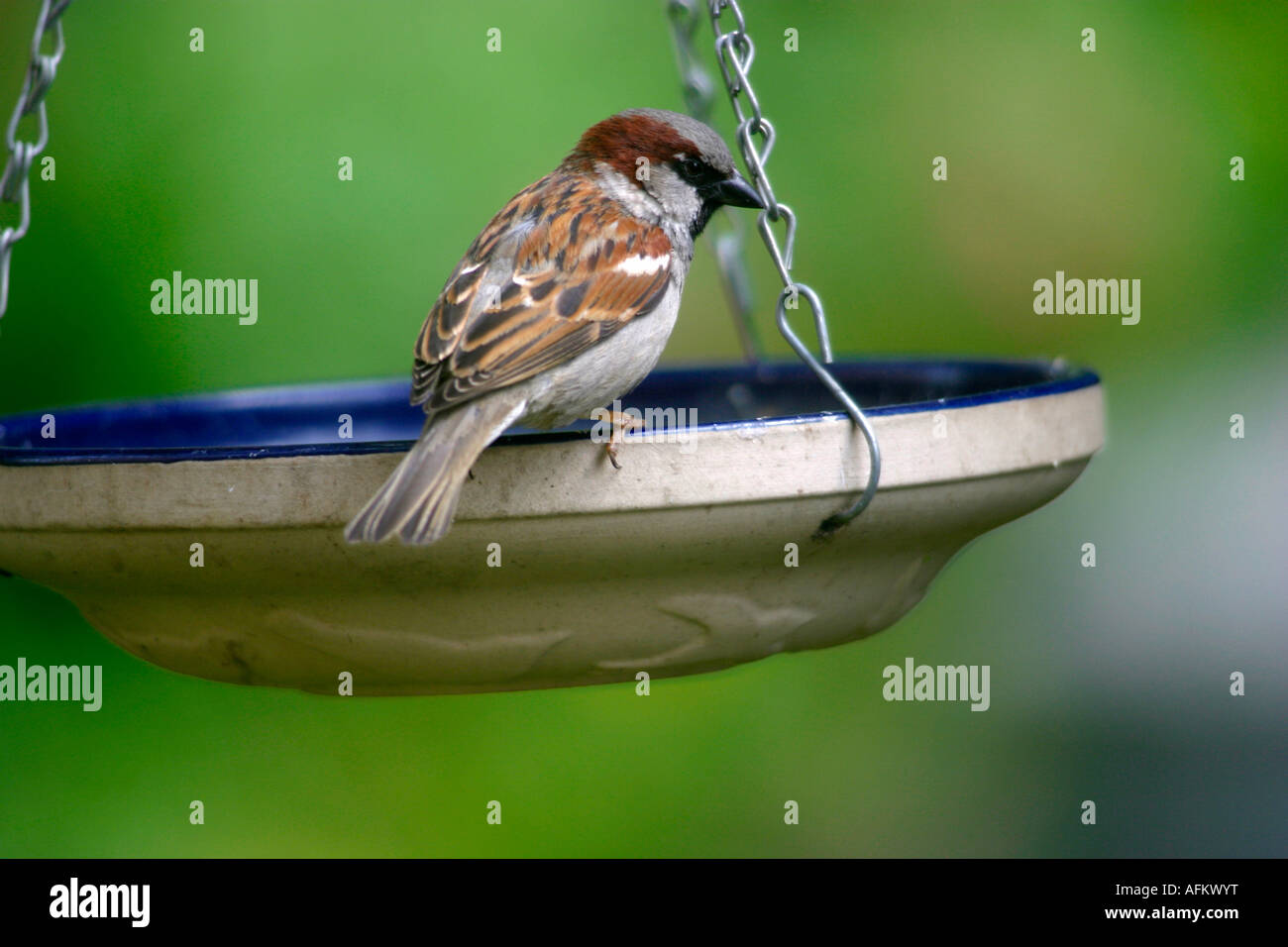 Garden Birds House sparrow Passer domesticus on a suspended water bowl ...