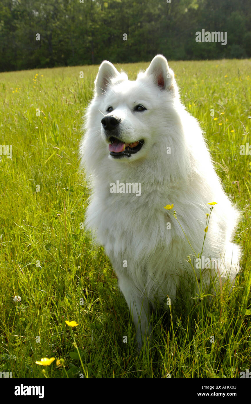 Samoyed dog sitting on grass Stock Photo - Alamy