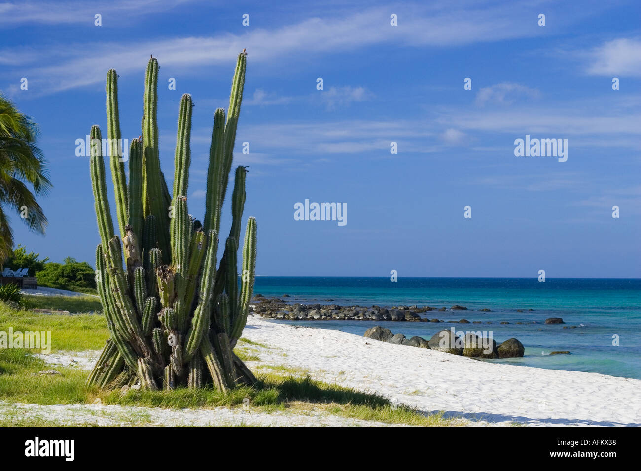 Aruba cactus beach hi-res stock photography and images - Alamy
