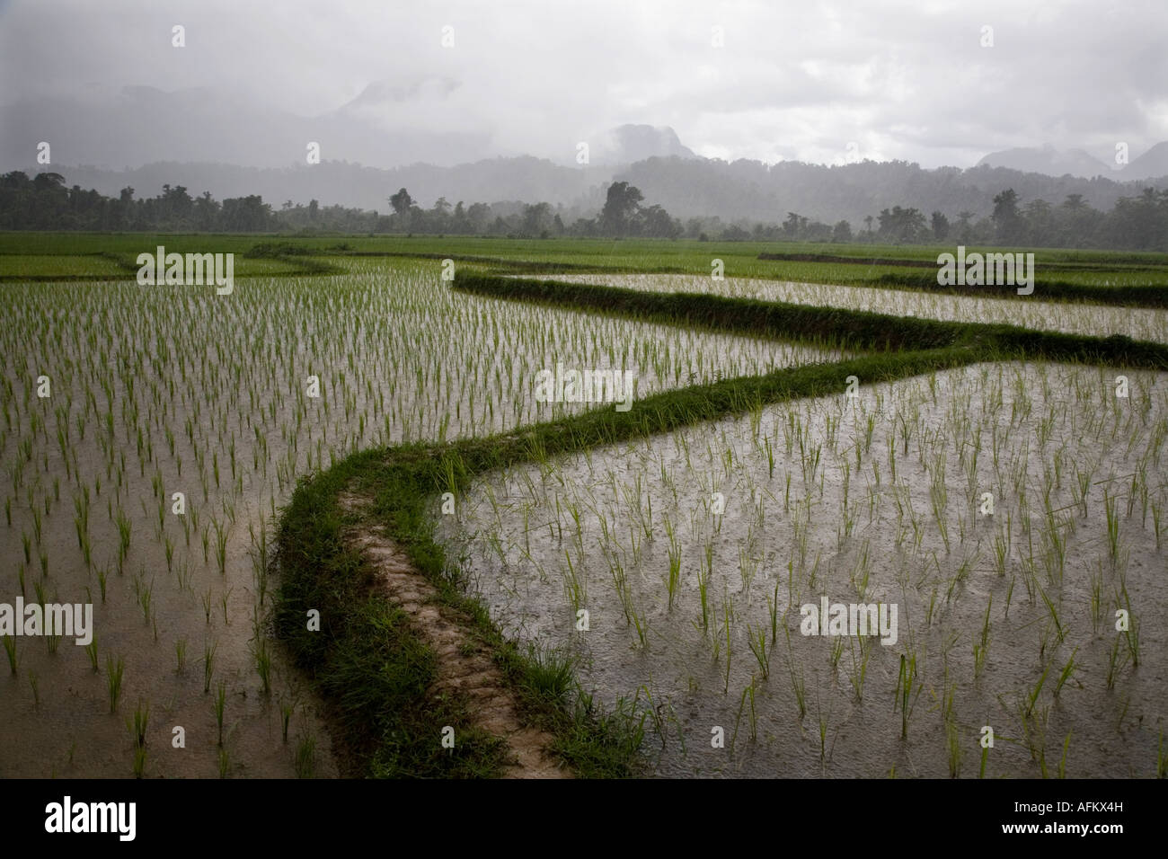 Paddy field during heavy rain near Ban Na Thong village, Vang Vieng ...