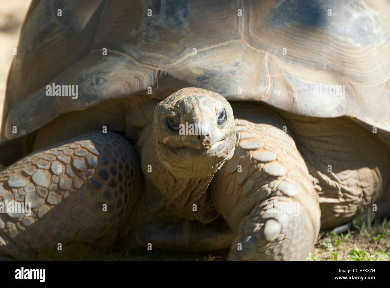 Big shell australia hi-res stock photography and images - Alamy