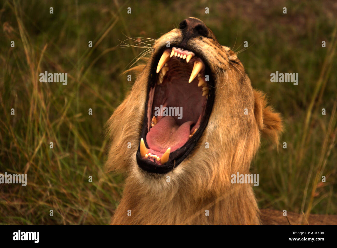 Lion young male roaring Stock Photo - Alamy