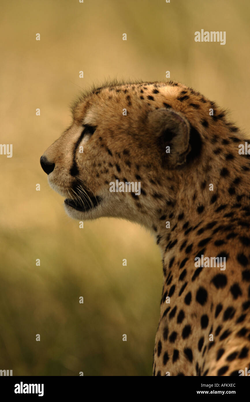 Cheetah head and shoulder profile facing left Stock Photo - Alamy