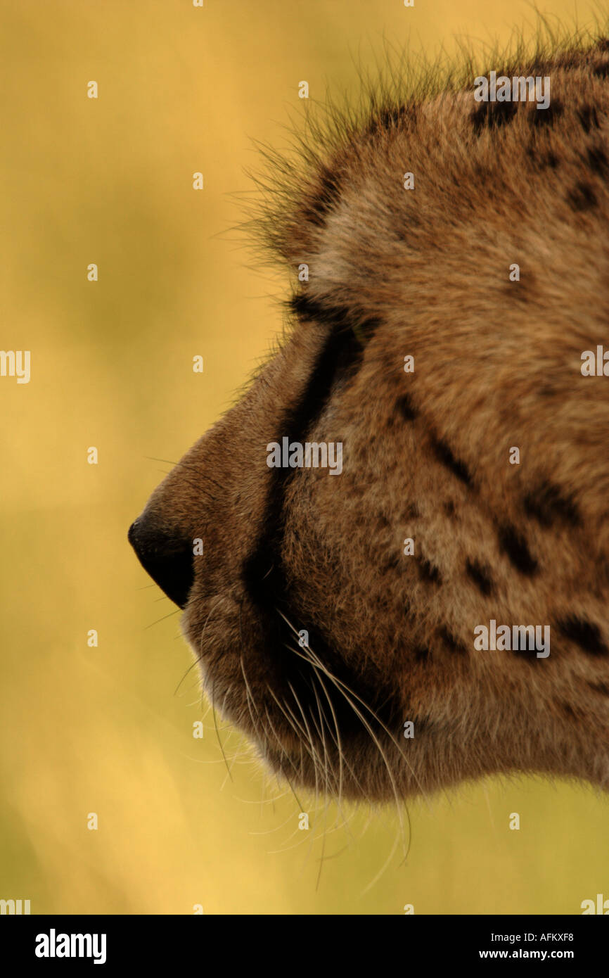 Cheetah head profile facing left Stock Photo - Alamy