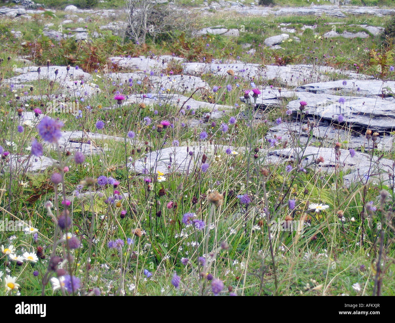 Flowers in bloom and natural flora amongst the limestone of the Burren ...