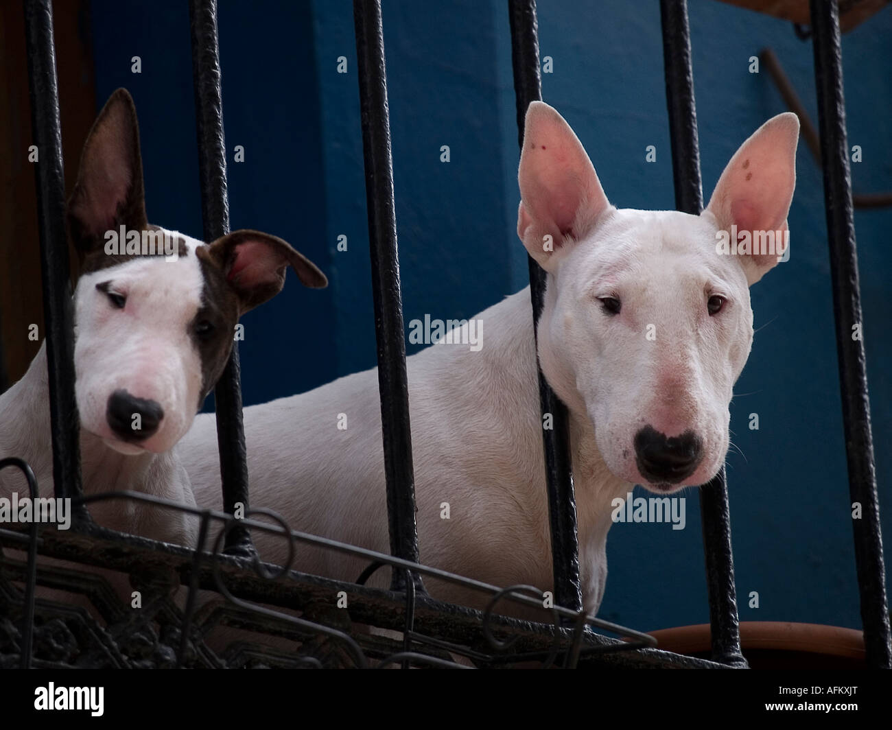 Dogs in Bilbao Stock Photo - Alamy