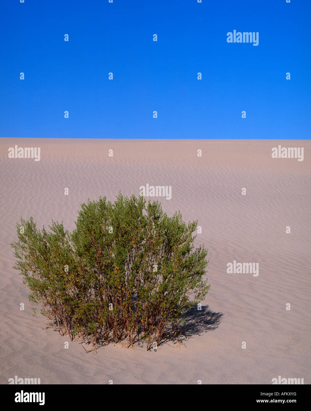 "Salt Bush" in Sand "Death Valley" California USA Stock Photo - Alamy