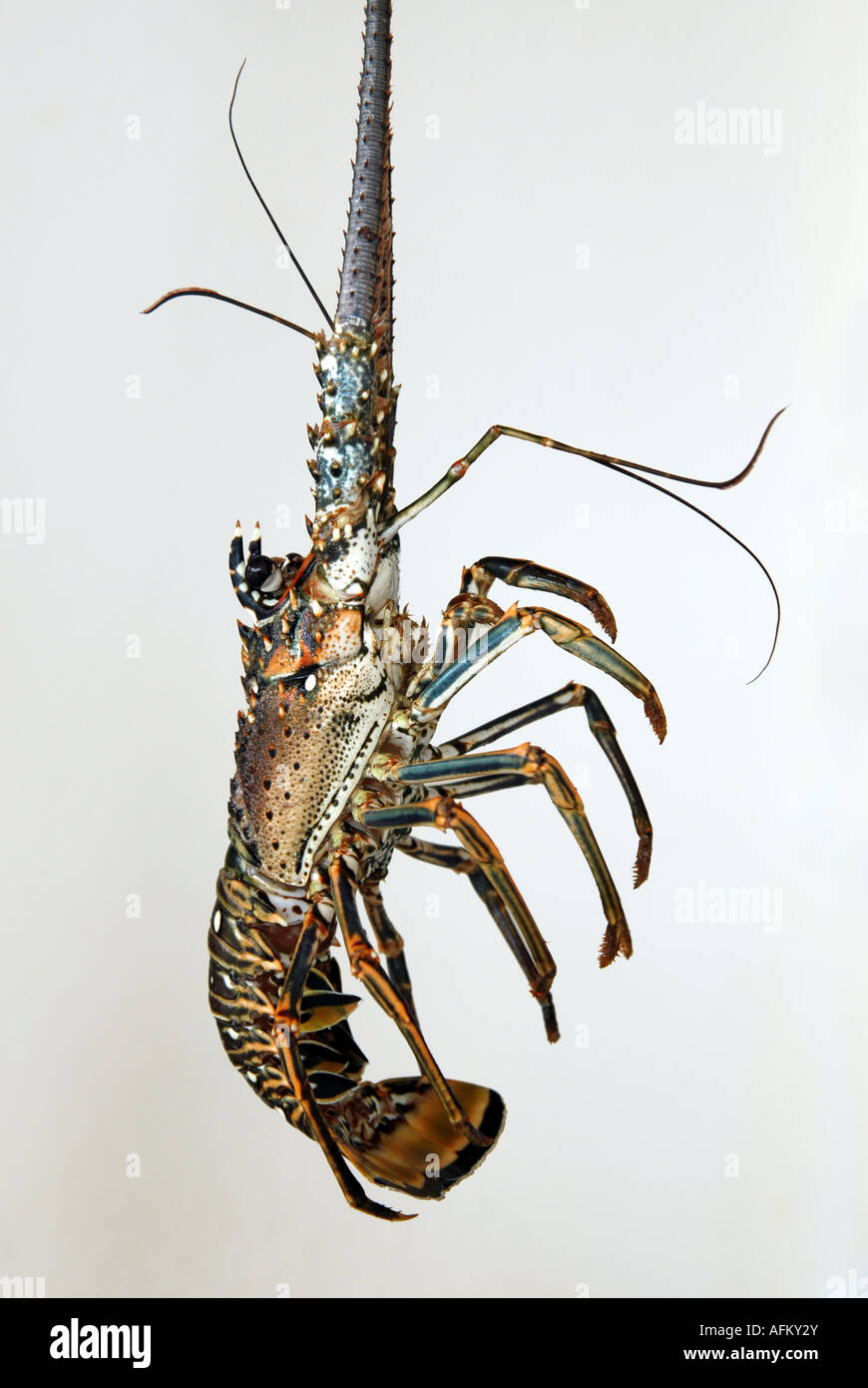 living spiny lobster Stock Photo - Alamy