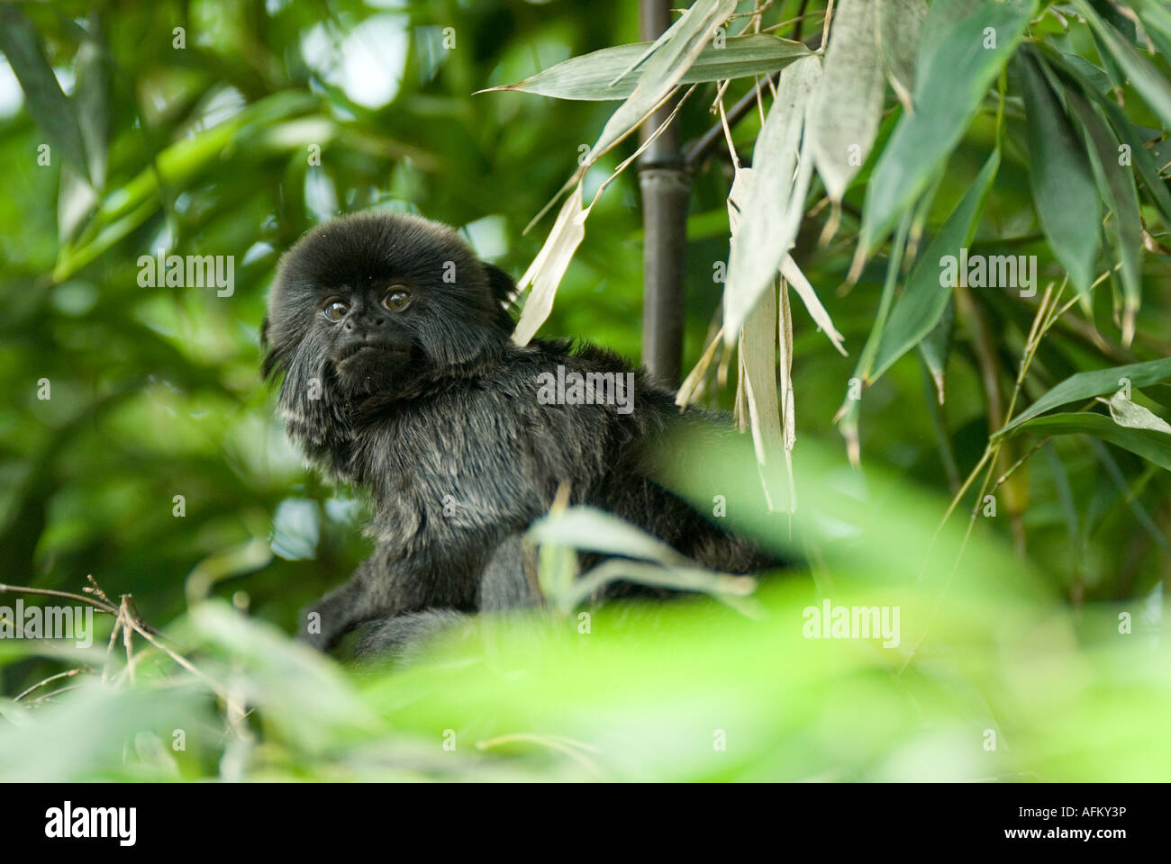 GOELDI'S MARMOSET or GOELDI'S MONKEY Callimico goeldii Stock Photo - Alamy