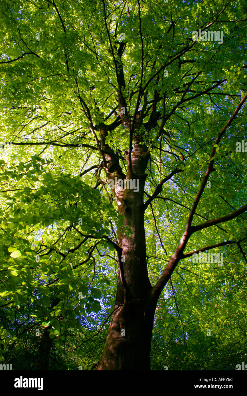 BEECH TREE LEAVES Fagus sylvatica IN SPRING, U.K Stock Photo - Alamy