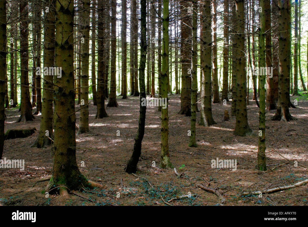 INTERIOR OF A DARK PINE WOOD Stock Photo - Alamy