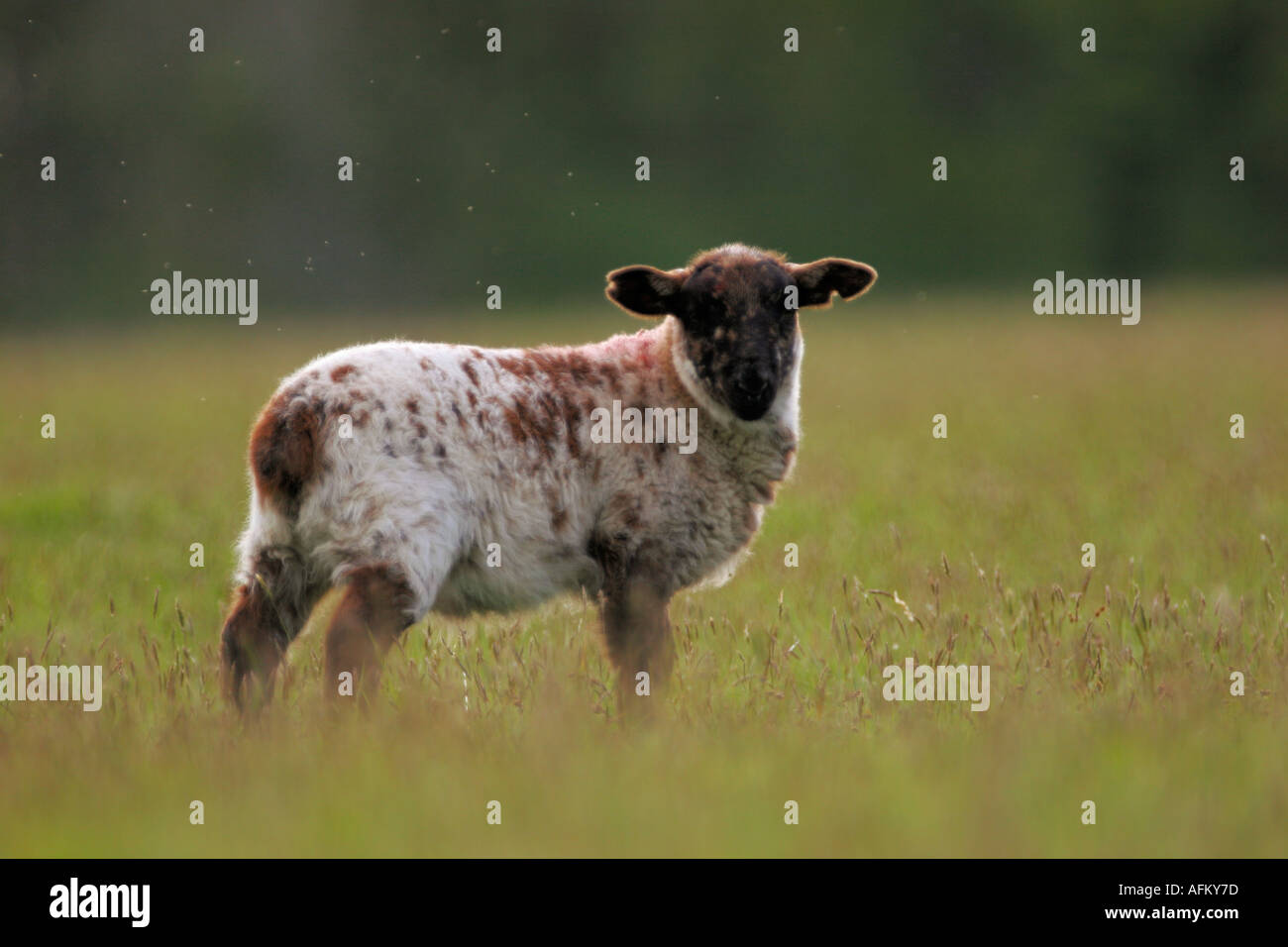 Lamb well hi-res stock photography and images - Alamy