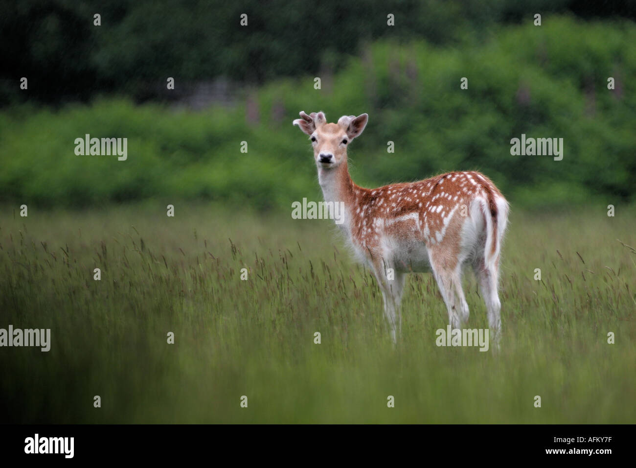 Female fallow deer species hi-res stock photography and images - Alamy