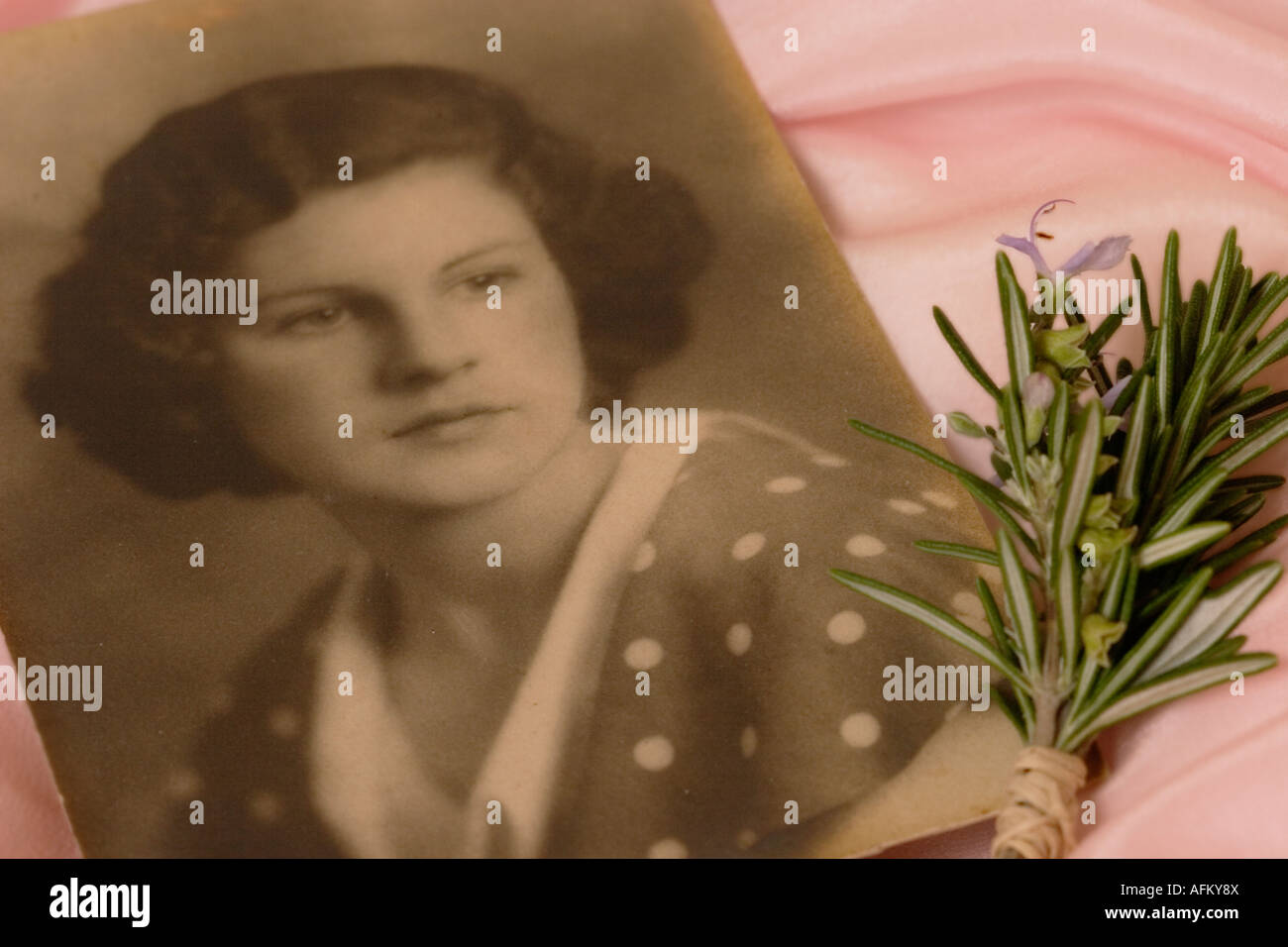 Rosemary (Rosemarinus officinalis) for memory Stock Photo - Alamy