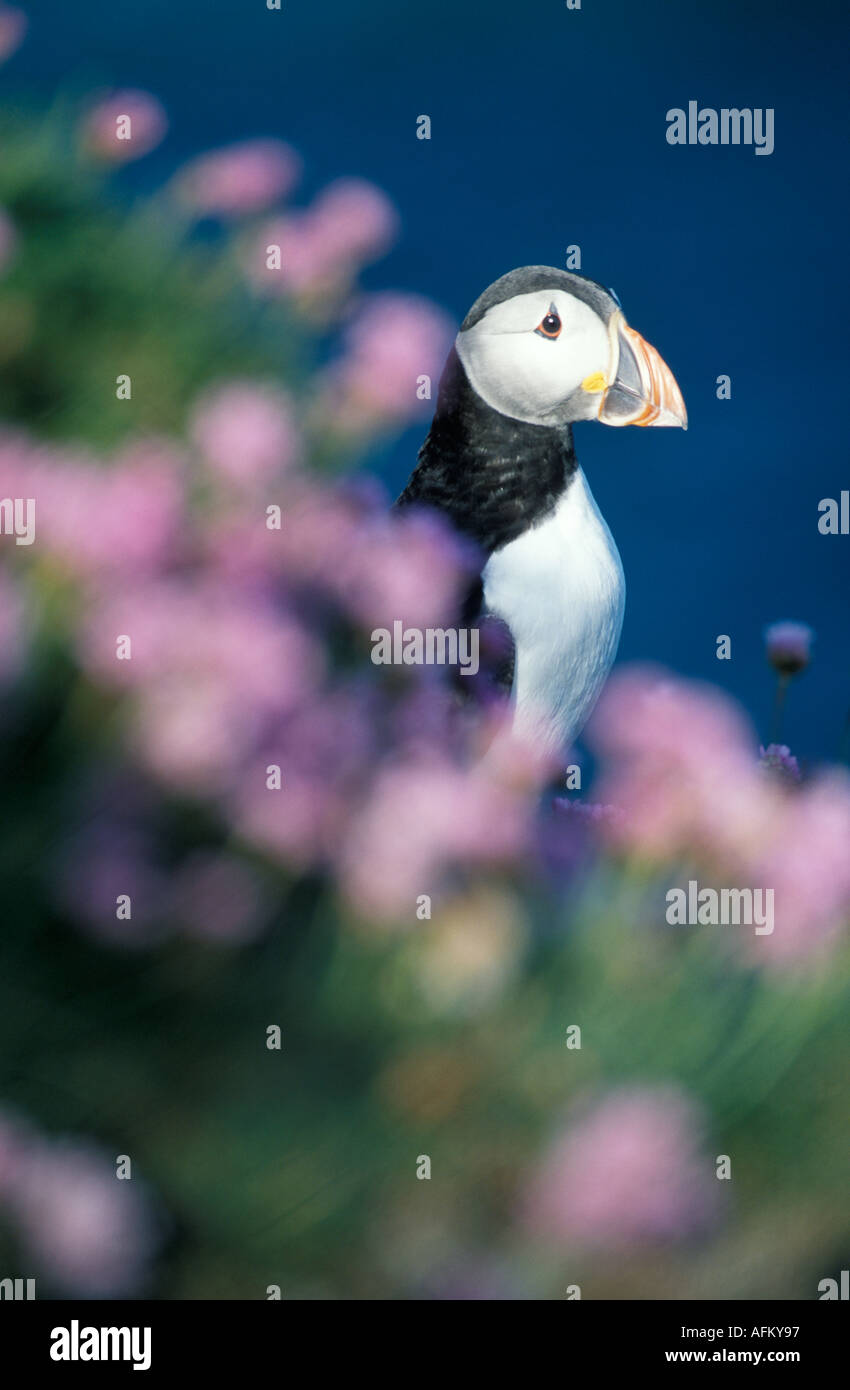 Windswept bird hi-res stock photography and images - Alamy