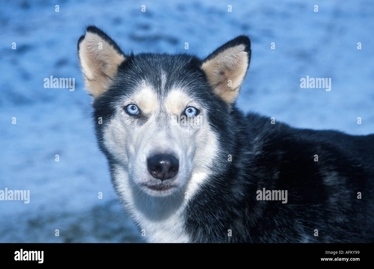 Siberian husky dog with piercing blue eyes hi-res stock photography and ...
