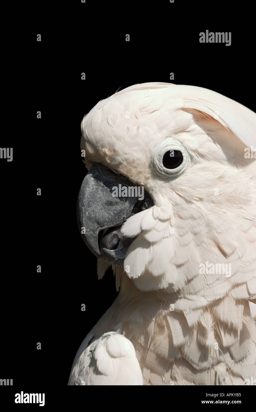 White parrot in profile with black background Stock Photo - Alamy