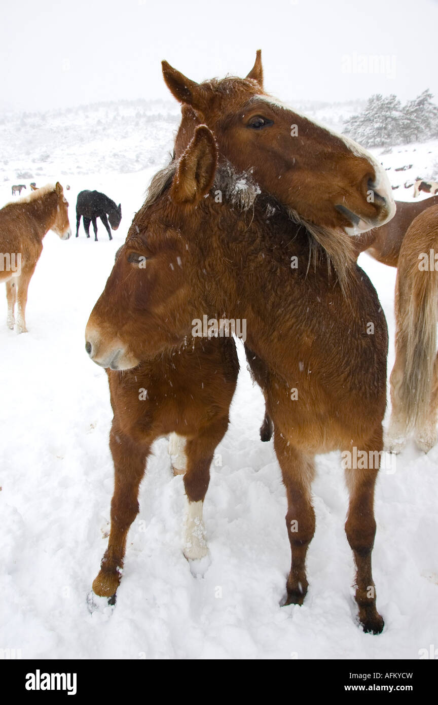 Horses during a blizzard outside Boulder Colorado Stock Photo - Alamy
