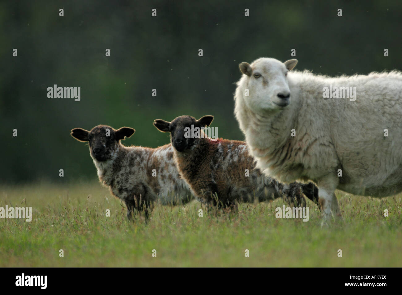 MOTHER SHEEP WITH TWO LAMBS IN FIELD Stock Photo - Alamy