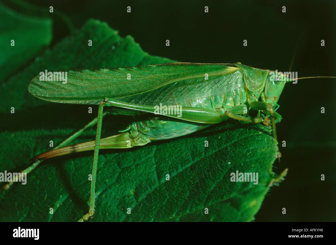 "zoology / animals, insect, Tettigoniidae, "Tettigonia viridissima ...
